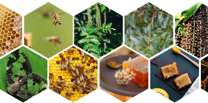 Understanding Tutin Risks in New Zealand Honey