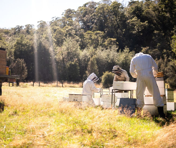 Acidic Treatments for Beekeeping | Safe & Effective Hive Care
