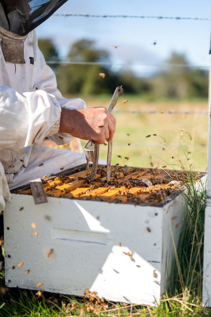 Beequip Cardboard Strips - Innovative Solutions for Beekeepers