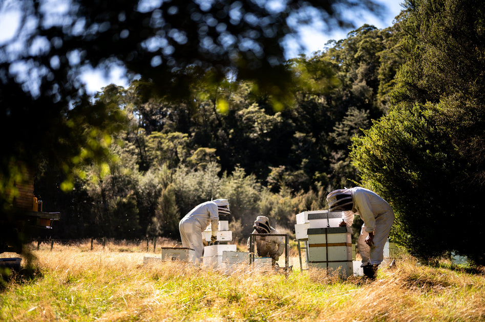 Hive Foundation Sheets – Beeswax & Plastic Options | Beequip