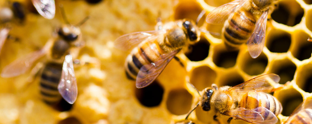 Roofs & Hive Mats in NZ Online for Sale | Beequip NZ