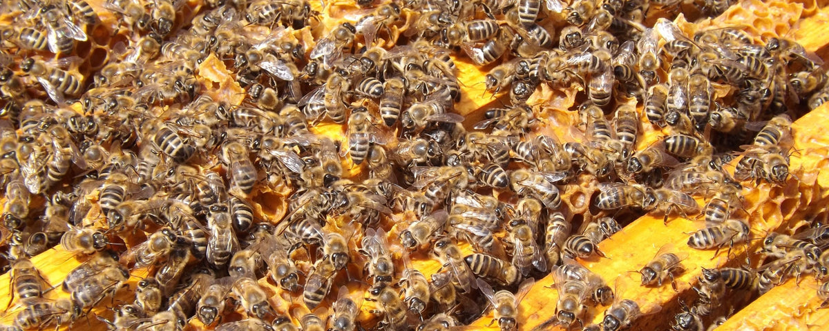 Plastic Beekeeping Frames – Manley, Drone Comb, Full & 3/4 Depth | Beequip