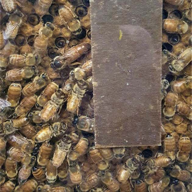 Buy Beequip Strips Online | Beequip New Zealand